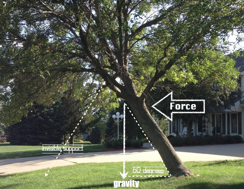 Our Leaning Tree – Pinoy Transplant in Iowa