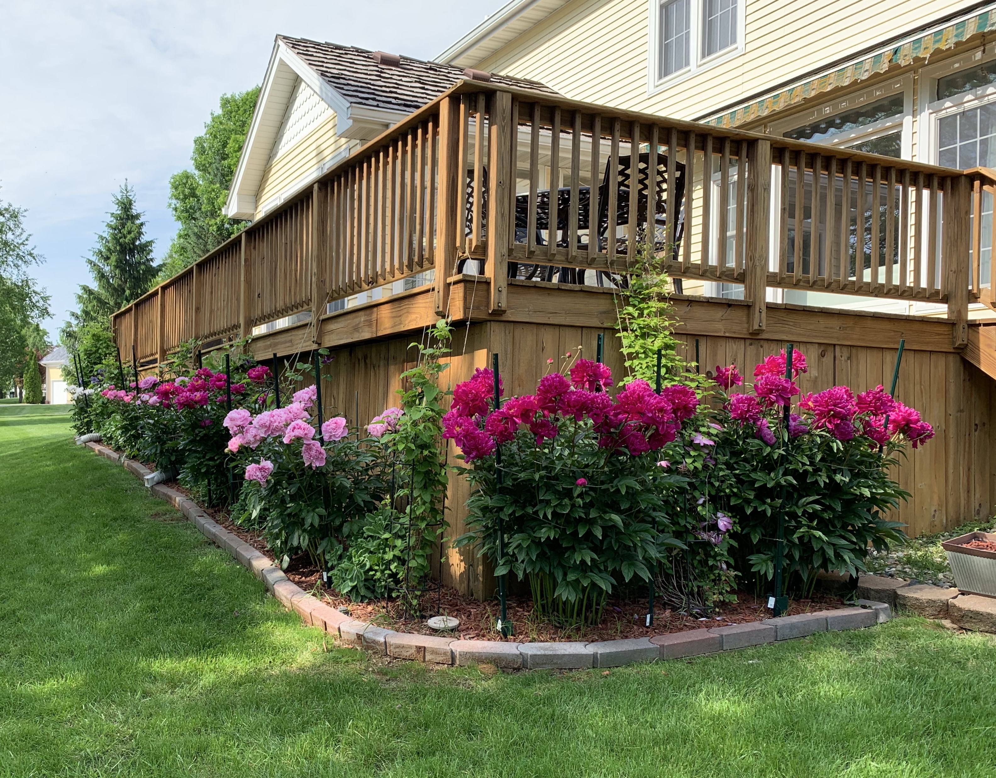 Harvesting Peony – Pinoy Transplant in Iowa